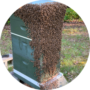 Citizen Science